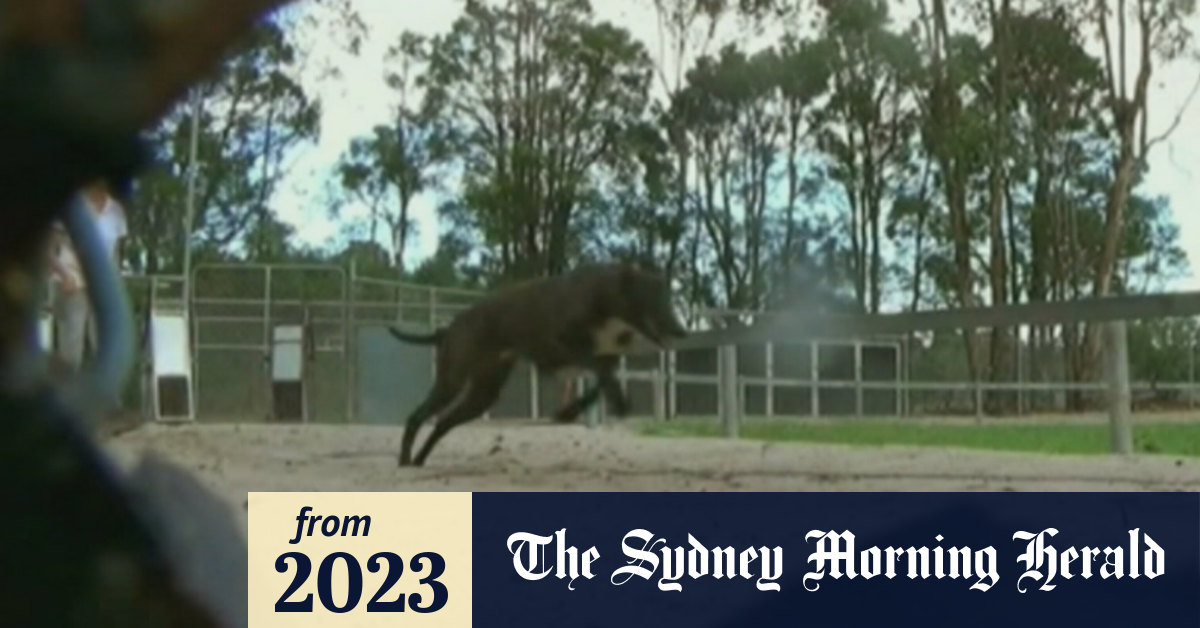 Video: Greyhound trainer suspended after probe into alleged live-baiting